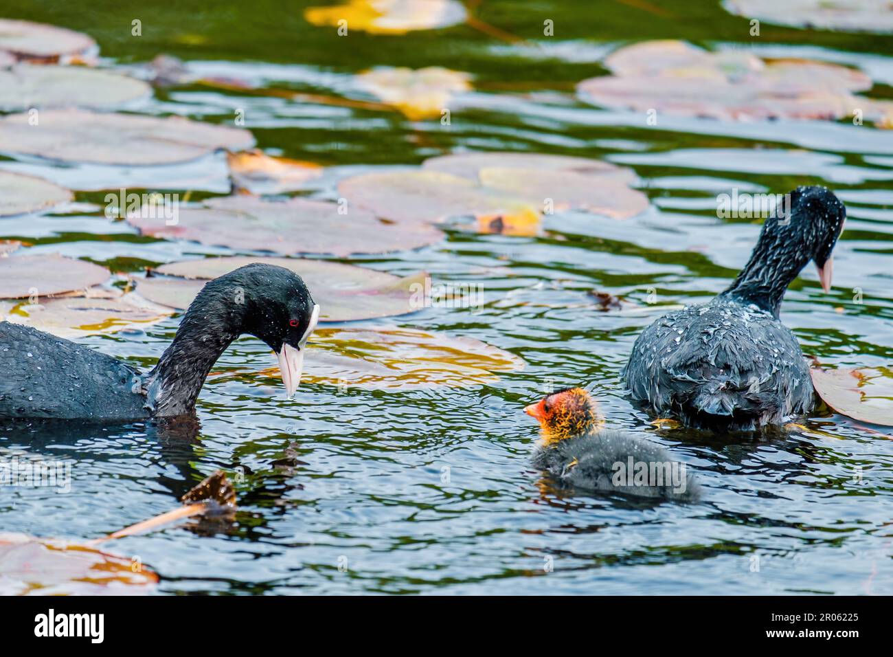 The Eurasian coot, Fulica atra, also known as the common coot, swims on ...
