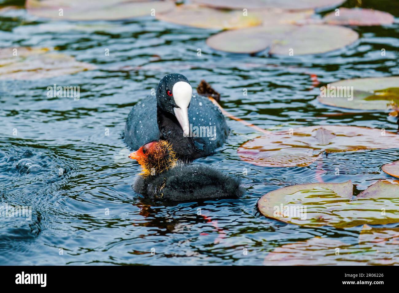 The Eurasian coot, Fulica atra, also known as the common coot, swims on ...