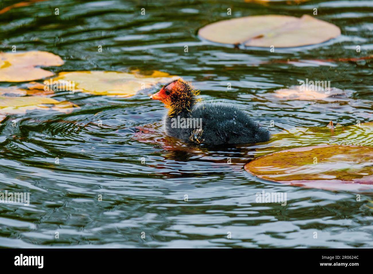 The Eurasian coot, Fulica atra, also known as the common coot, swims on ...