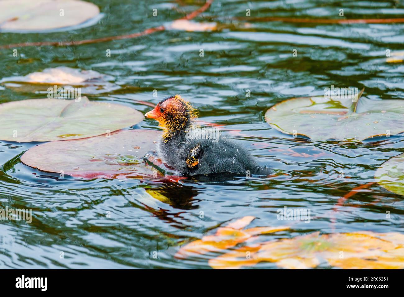 The Eurasian coot, Fulica atra, also known as the common coot, swims on ...