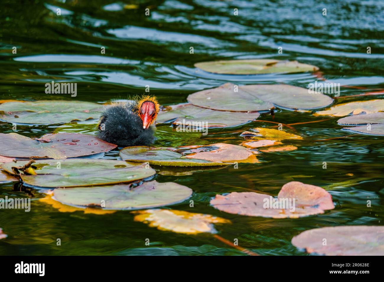 The Eurasian coot, Fulica atra, also known as the common coot, swims on ...