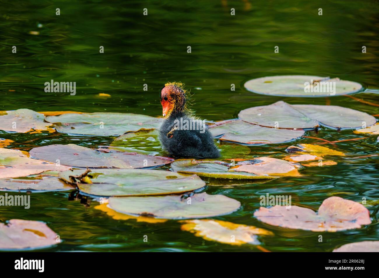 The Eurasian coot, Fulica atra, also known as the common coot, swims on ...