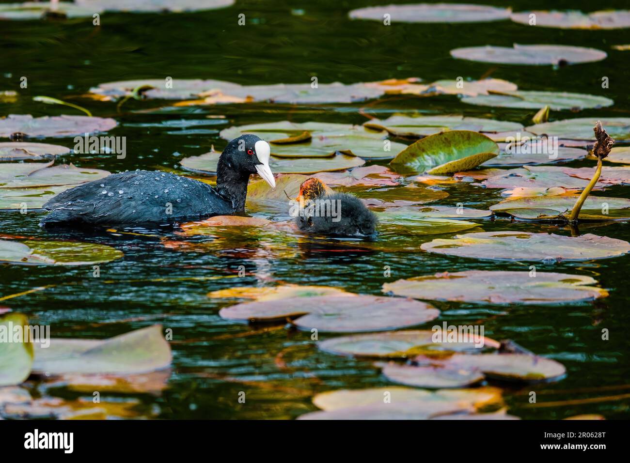 The Eurasian coot, Fulica atra, also known as the common coot, swims on ...