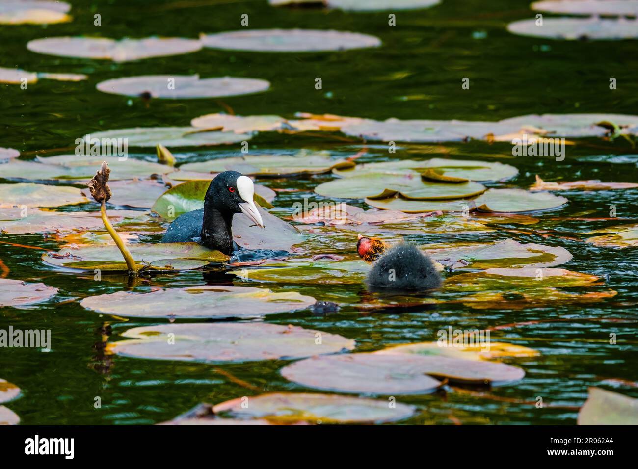 The Eurasian coot, Fulica atra, also known as the common coot, swims on ...
