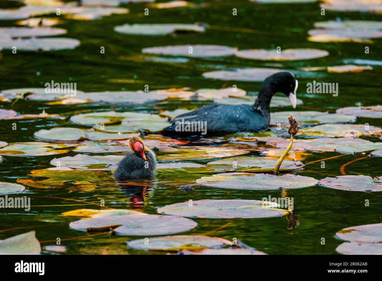 The Eurasian coot, Fulica atra, also known as the common coot, swims on ...