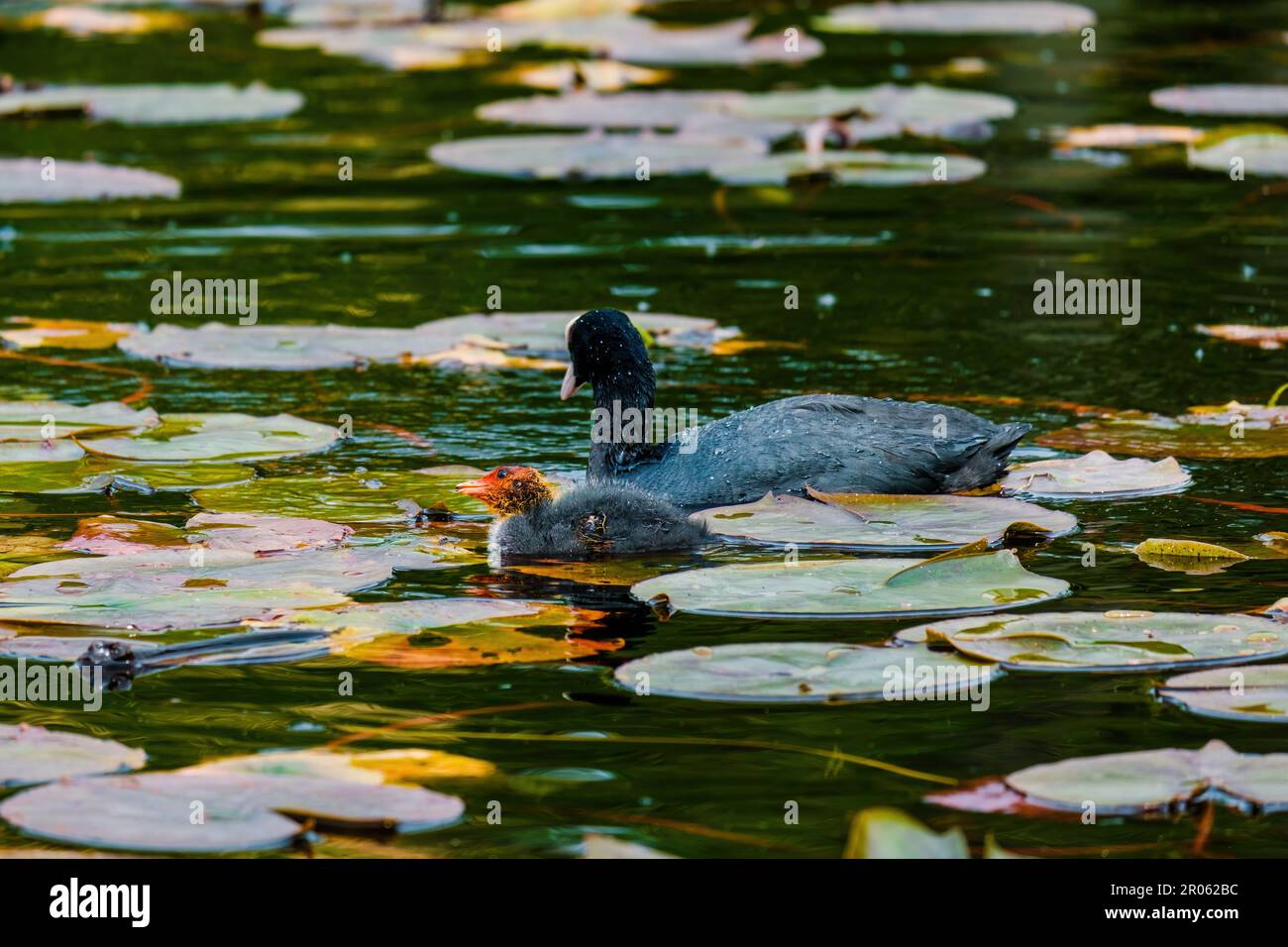 The Eurasian coot, Fulica atra, also known as the common coot, swims on ...