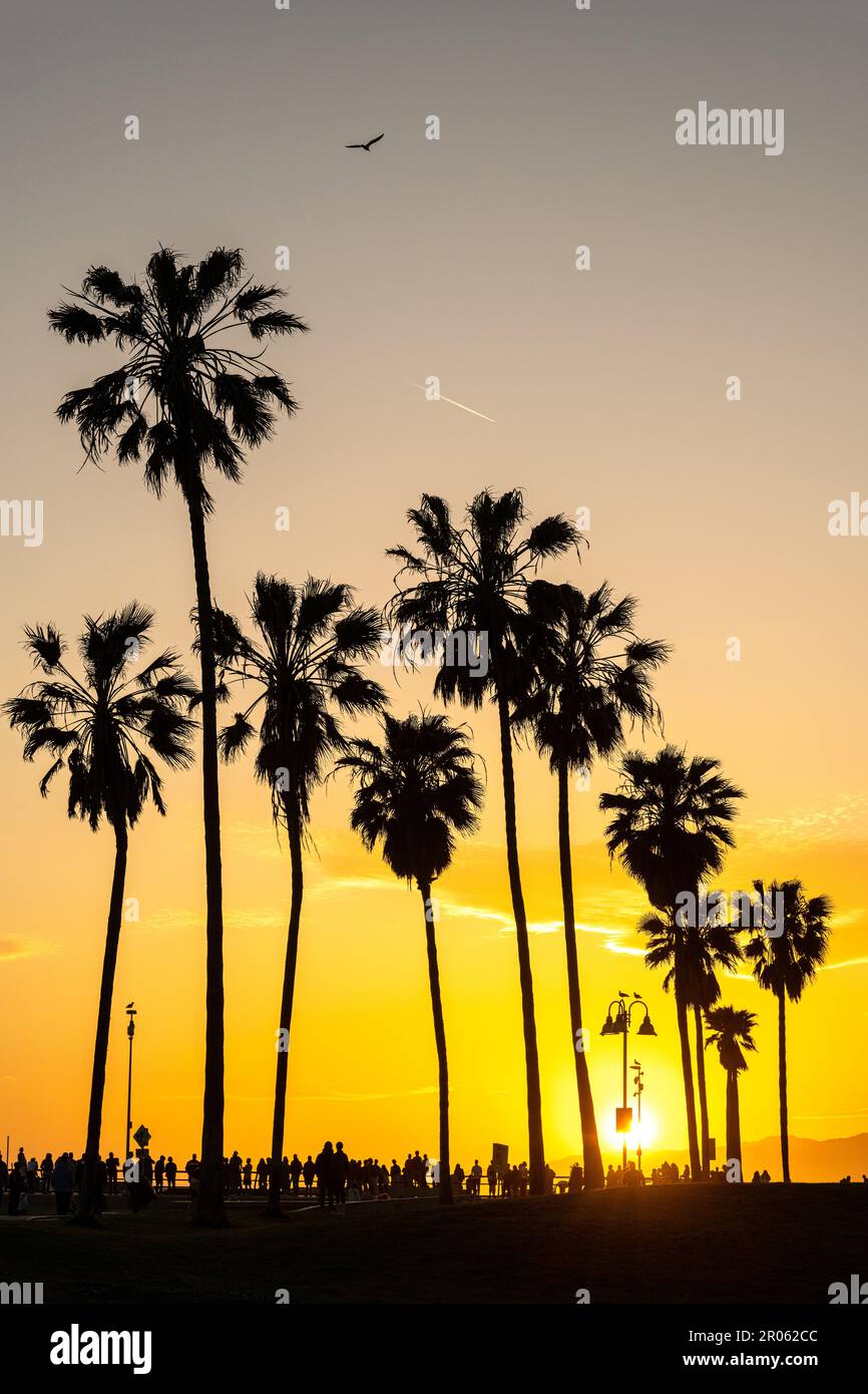 The silhouettes of palm trees at sunset seen at Venice Beach, Los ...