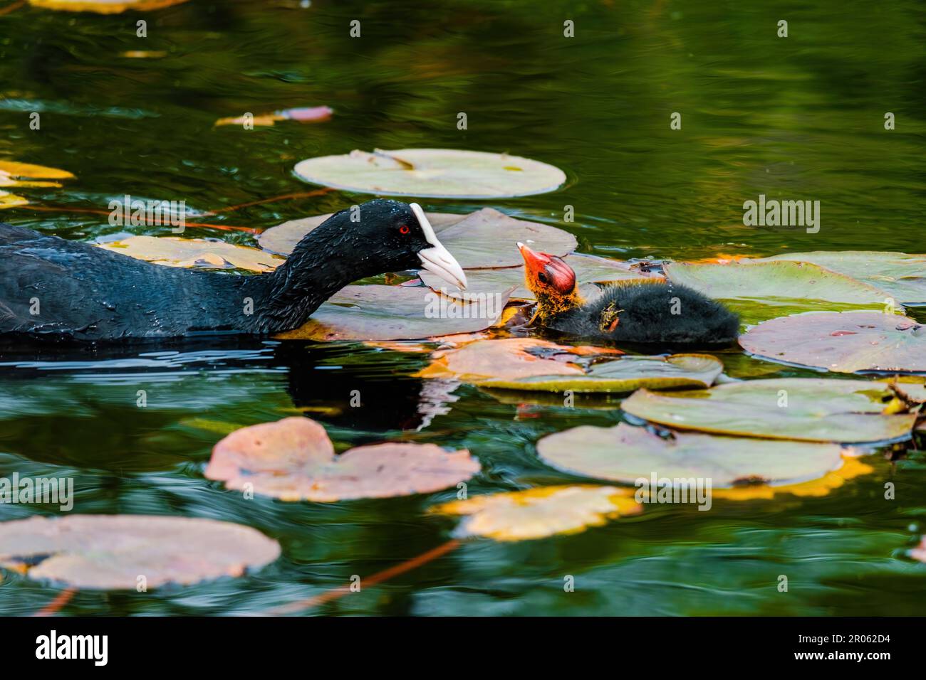 The Eurasian coot, Fulica atra, also known as the common coot, swims on ...