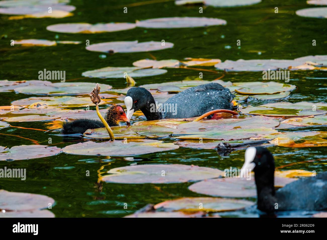 The Eurasian coot, Fulica atra, also known as the common coot, swims on ...