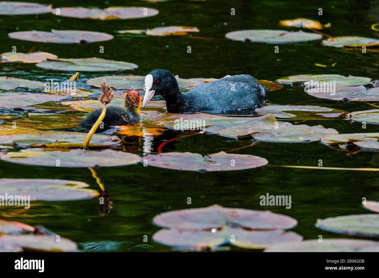 The Eurasian coot, Fulica atra, also known as the common coot, swims on ...