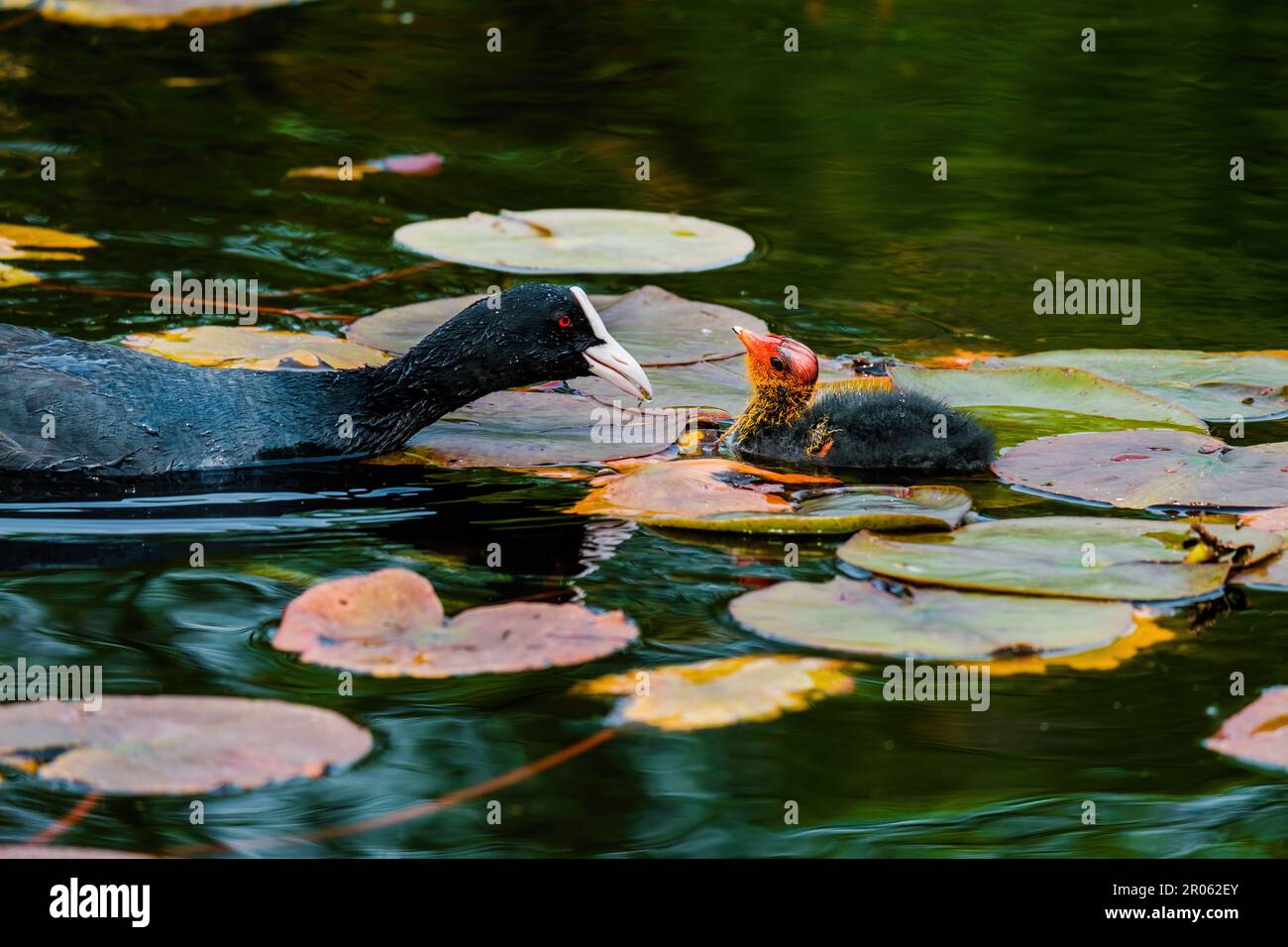 The Eurasian coot, Fulica atra, also known as the common coot, swims on ...