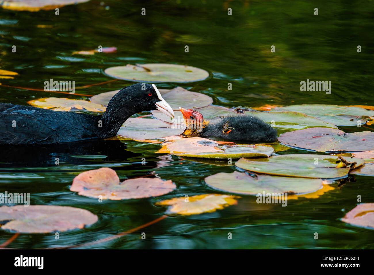 The Eurasian coot, Fulica atra, also known as the common coot, swims on ...