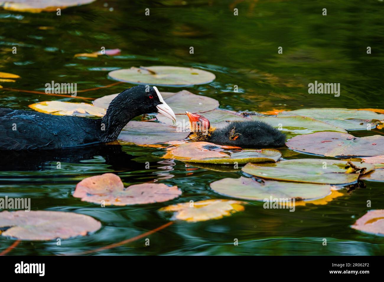 The Eurasian coot, Fulica atra, also known as the common coot, swims on ...
