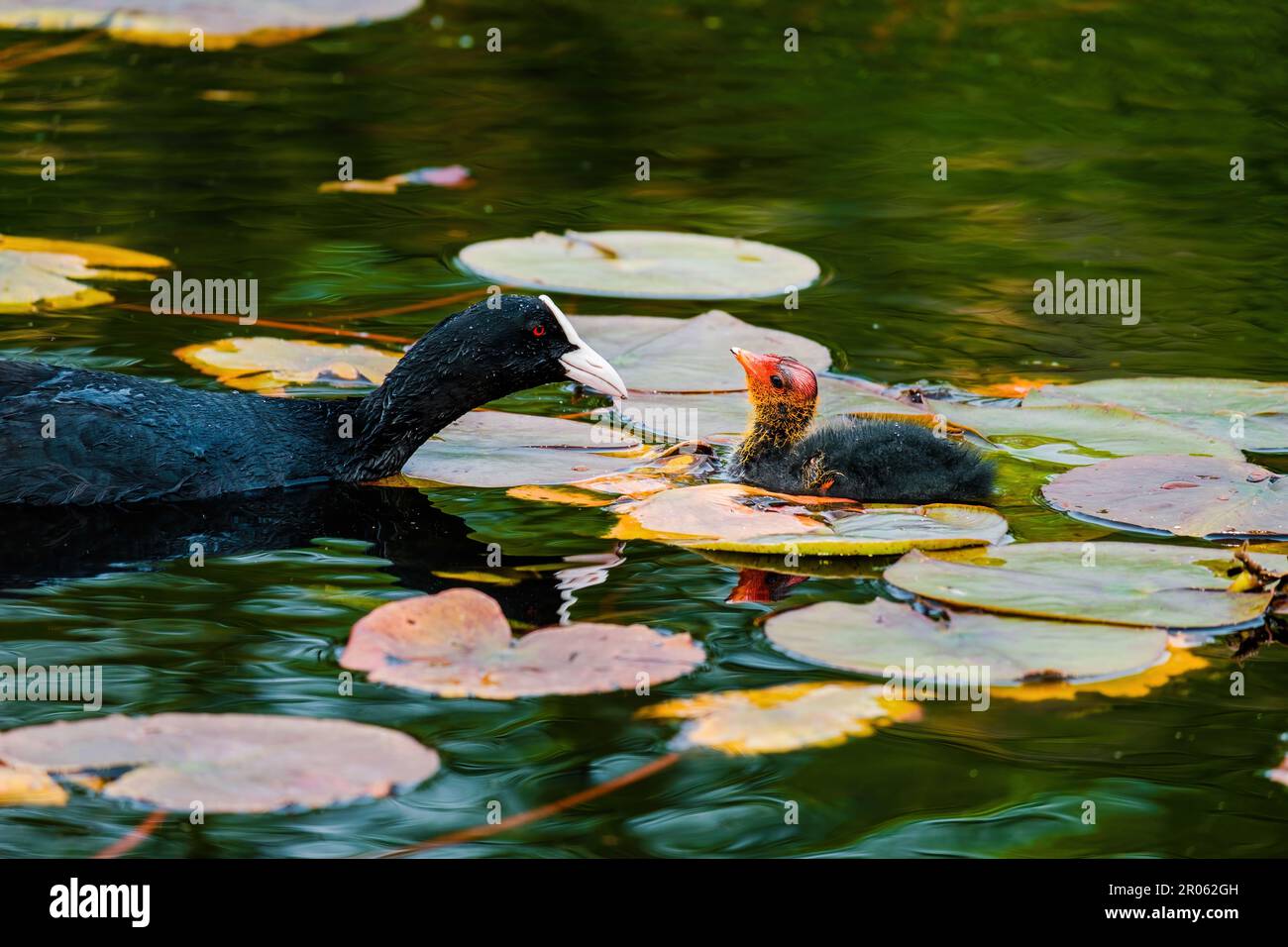The Eurasian coot, Fulica atra, also known as the common coot, swims on ...