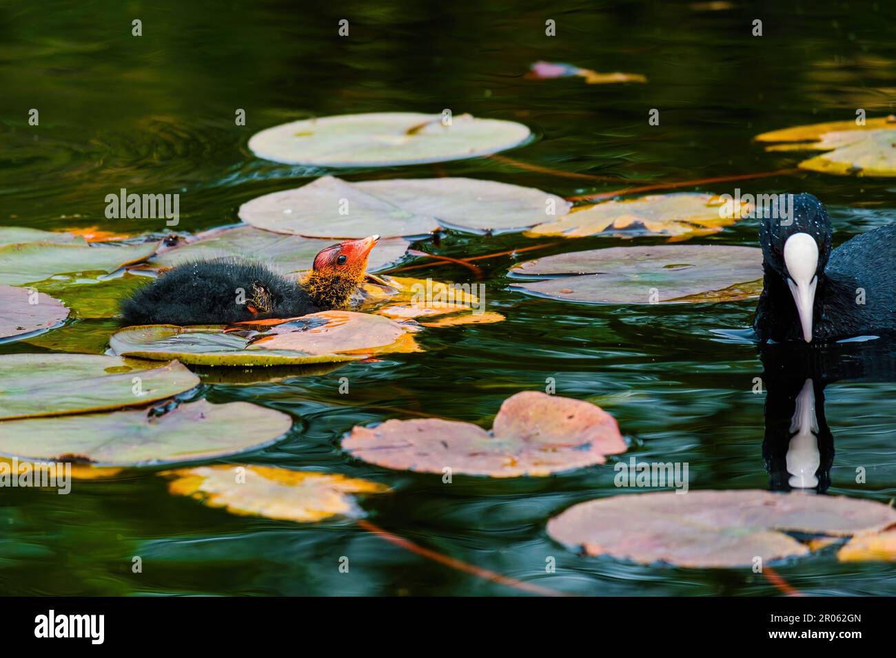 The Eurasian coot, Fulica atra, also known as the common coot, swims on ...