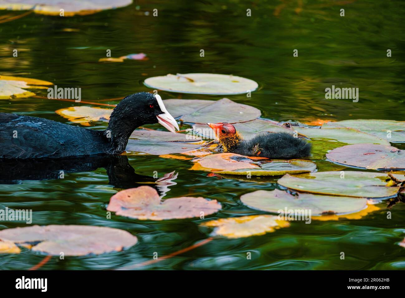 The Eurasian coot, Fulica atra, also known as the common coot, swims on ...