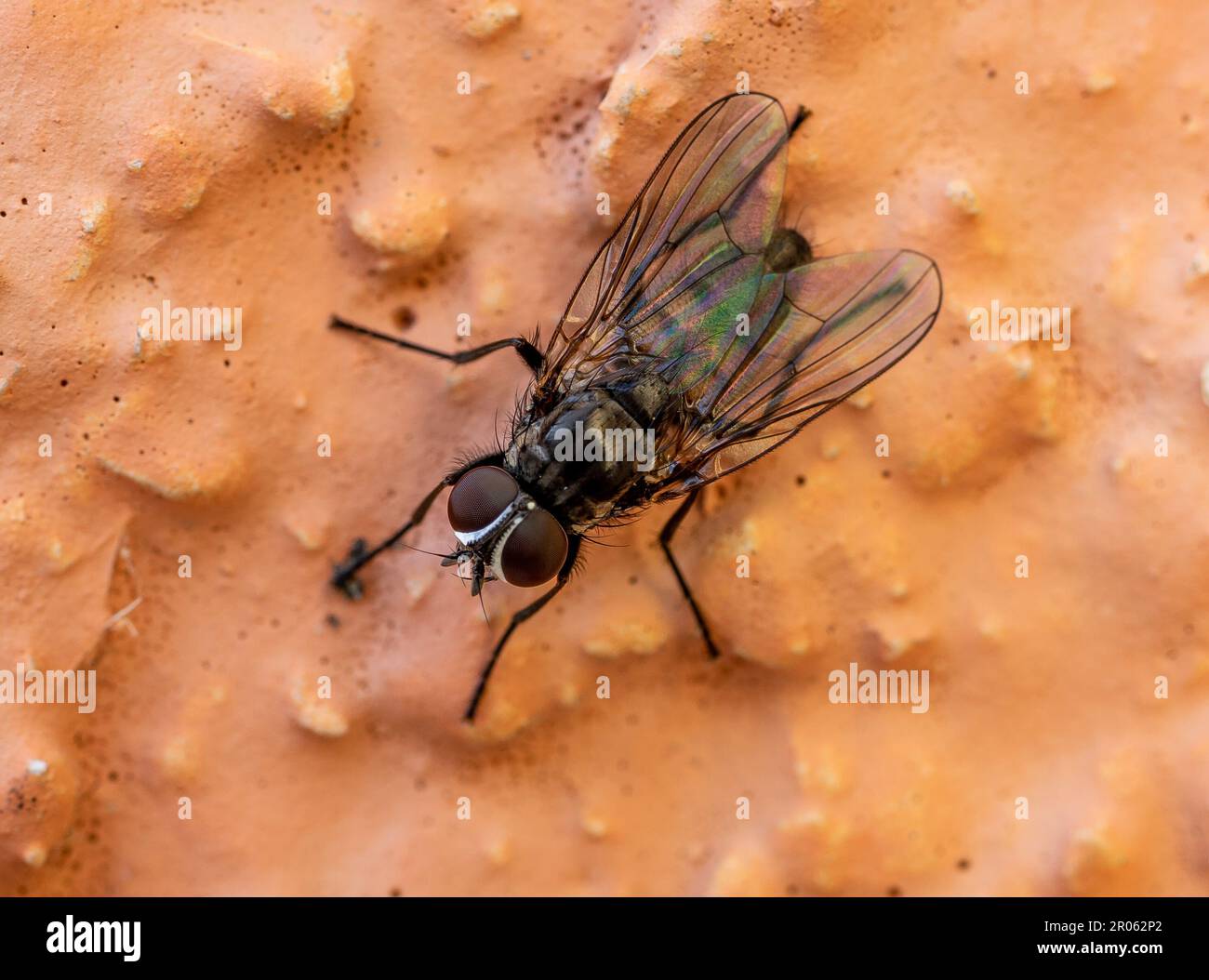 macro shot housefly insect animal Stock Photo - Alamy