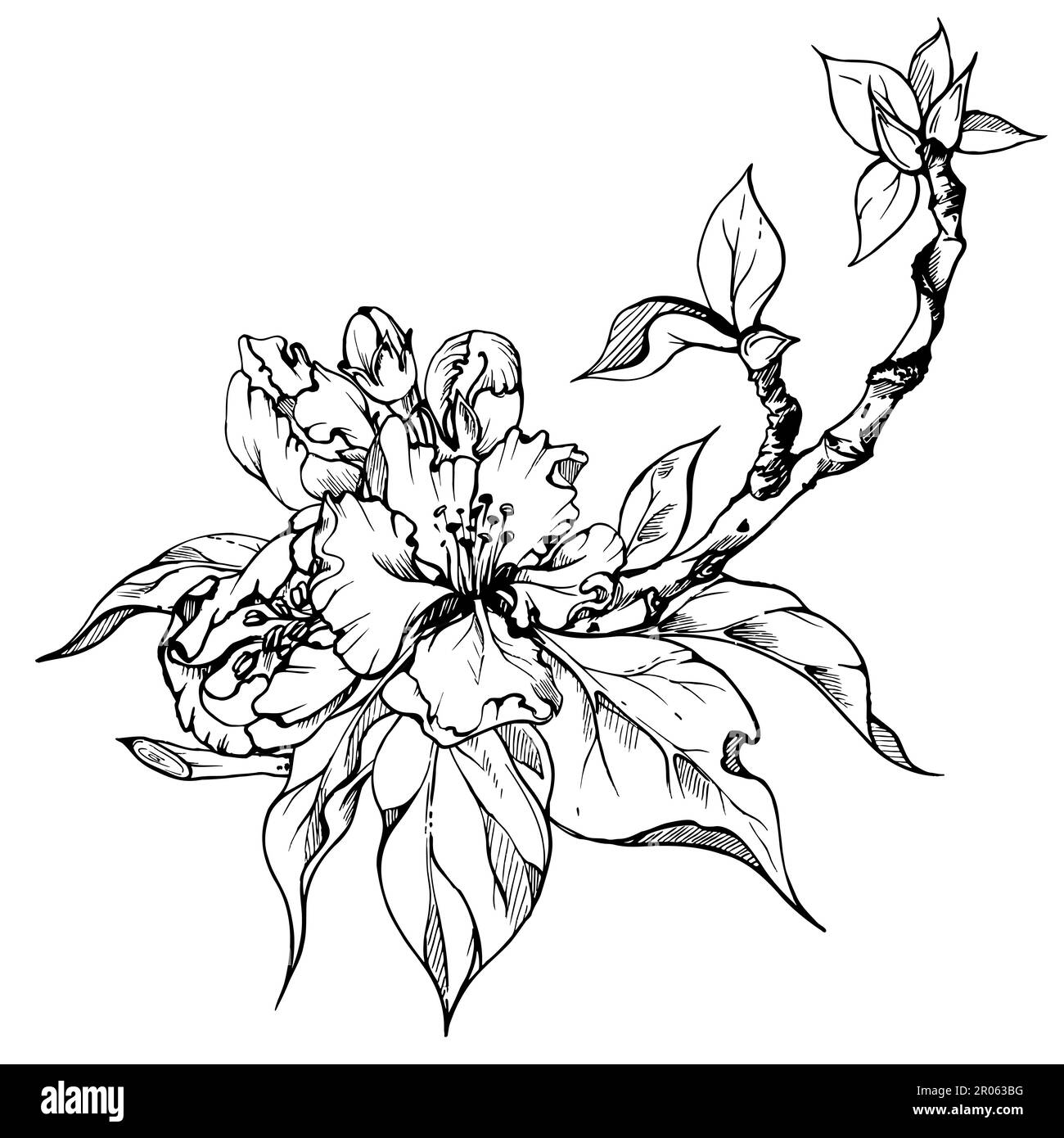 Hand drawn ink apple flowers on branch with leaves, monochrome vector ...