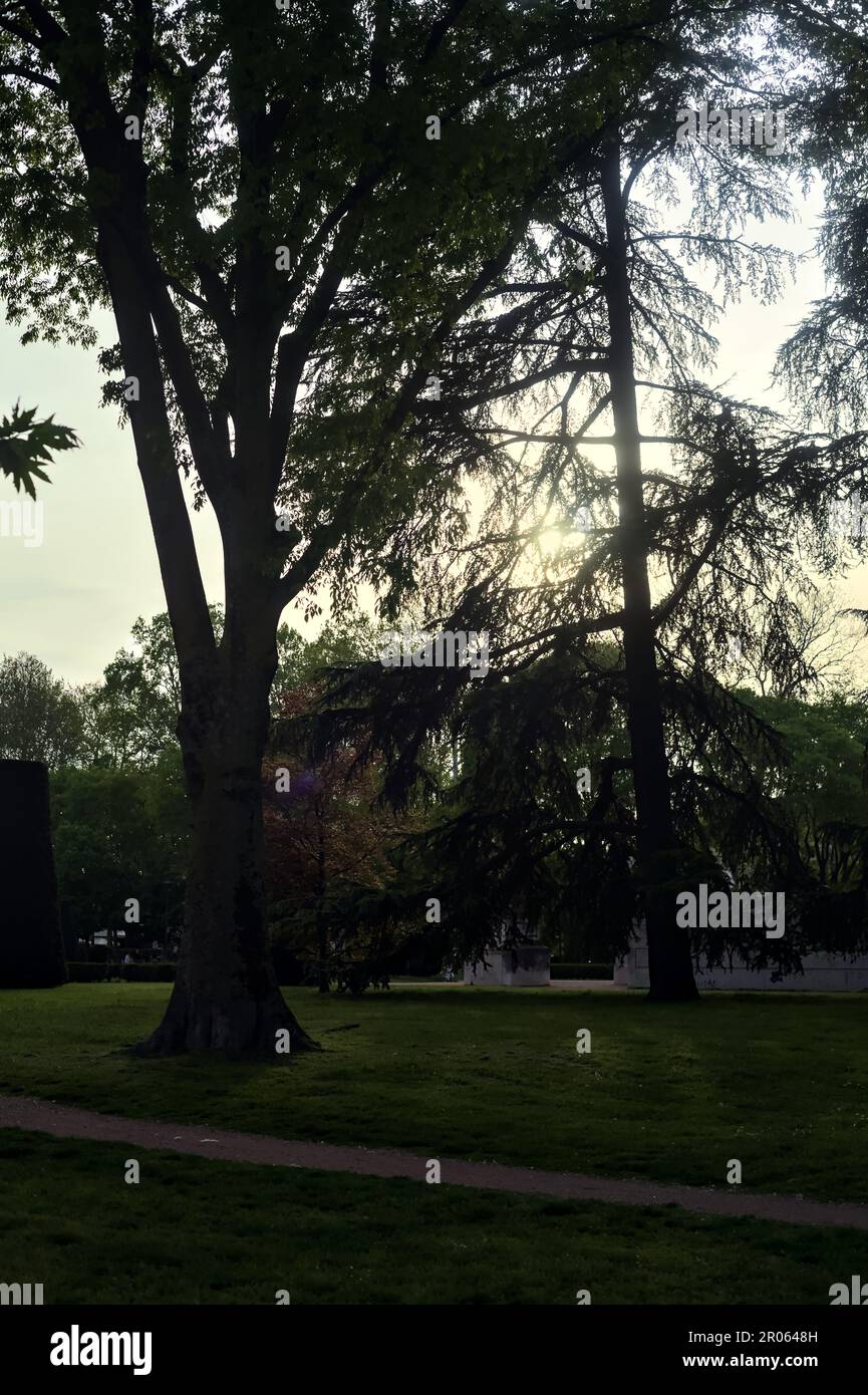 Lawn in the middle of trees bordered in the distance by a brick wall in ...