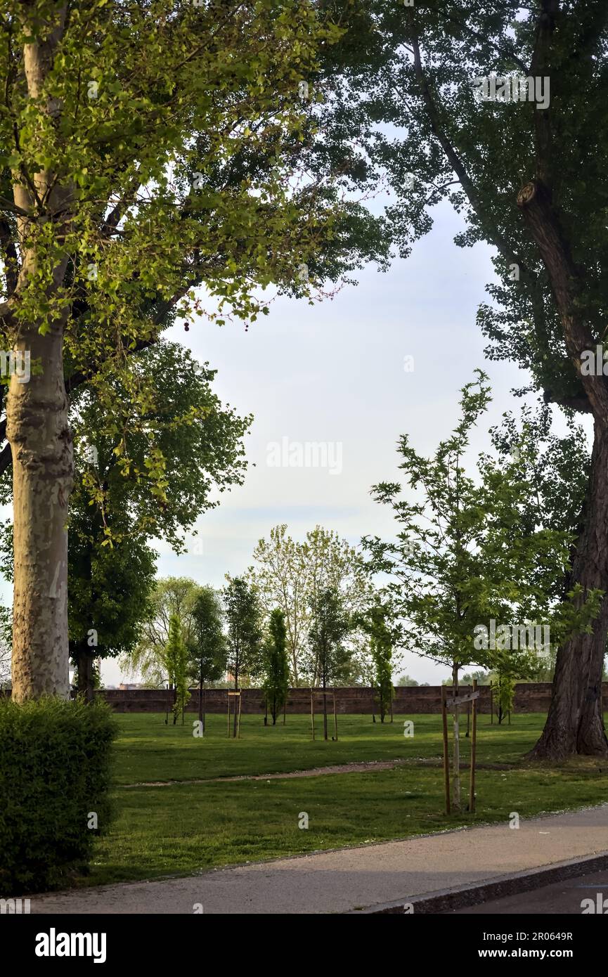 Lawn in the middle of trees bordered in the distance by a brick wall in ...