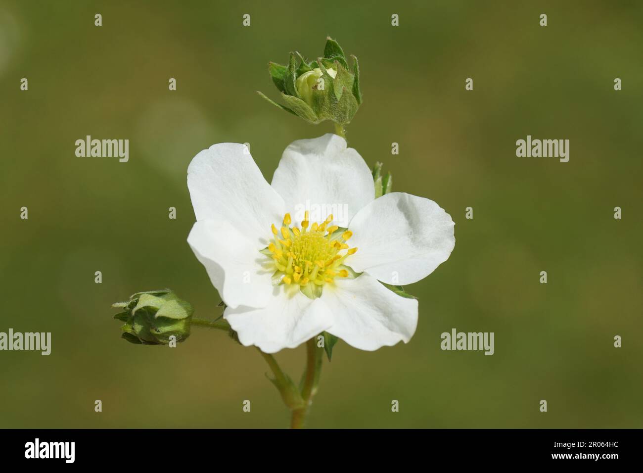 Closeup yellow flower of a strawberry (Fragaria) of the family Rosaceae ...