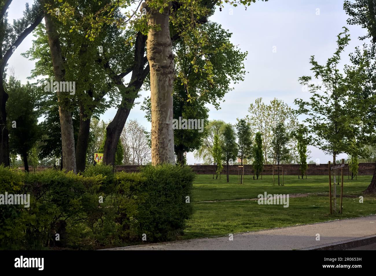 Lawn in the middle of trees bordered in the distance by a brick wall in ...
