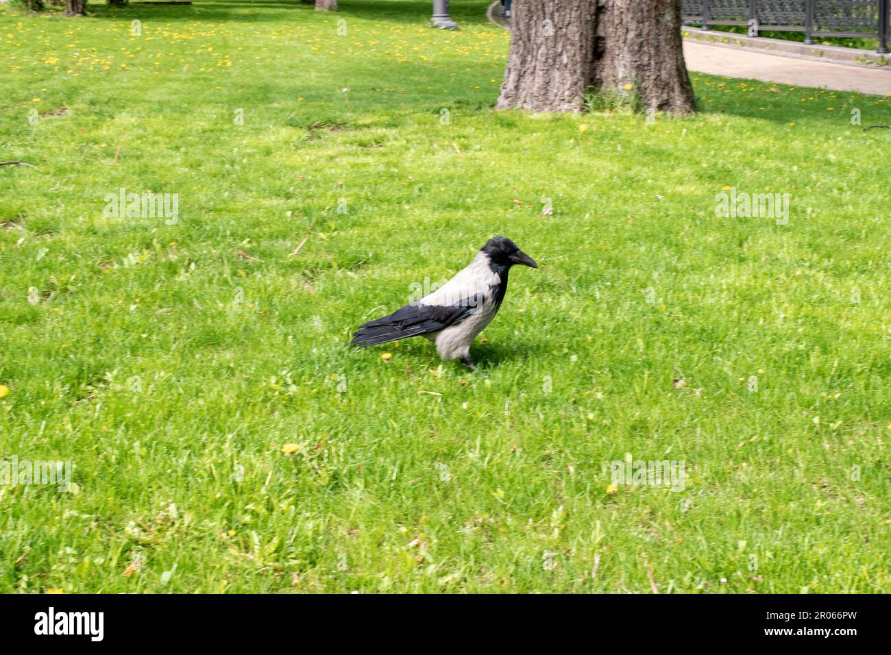 Beautiful black crow on green hi-res stock photography and images - Alamy