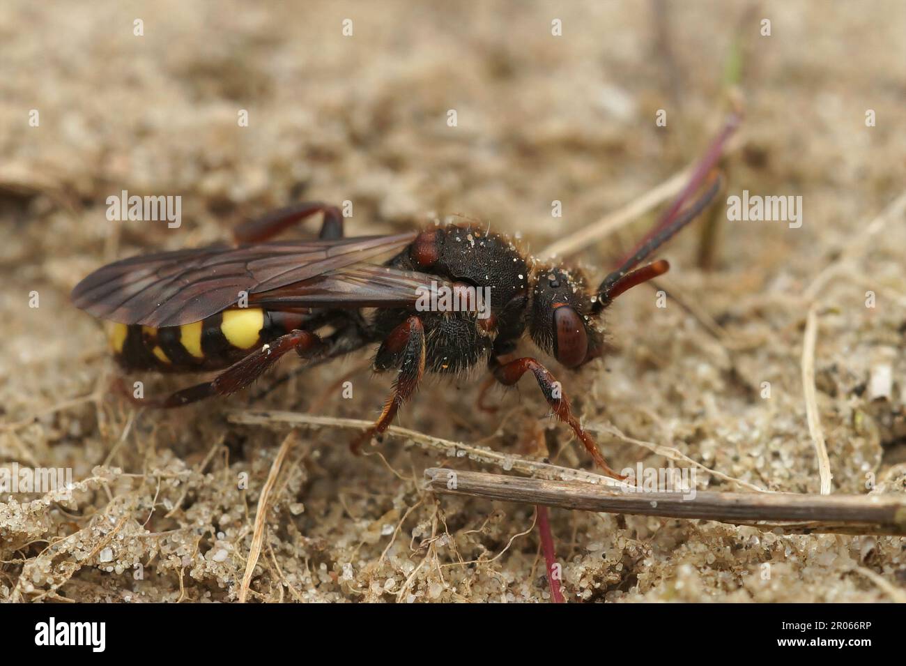 Natural detailed closeup on a red-eyed female Early nomad cuckoo bee ...