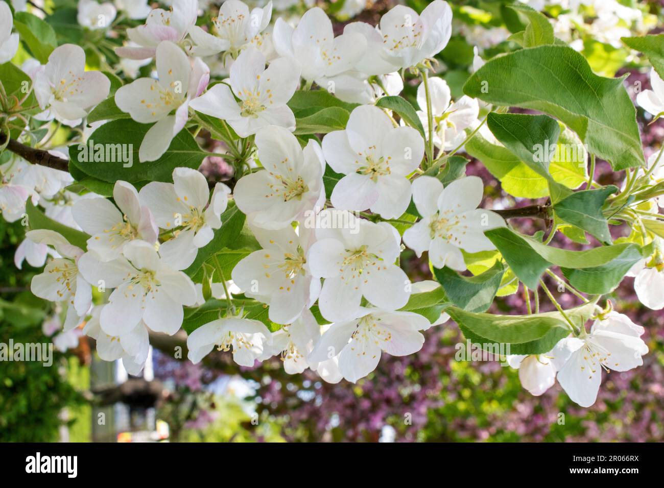 A blooming tree branch in the park, the month of May Stock Photo - Alamy