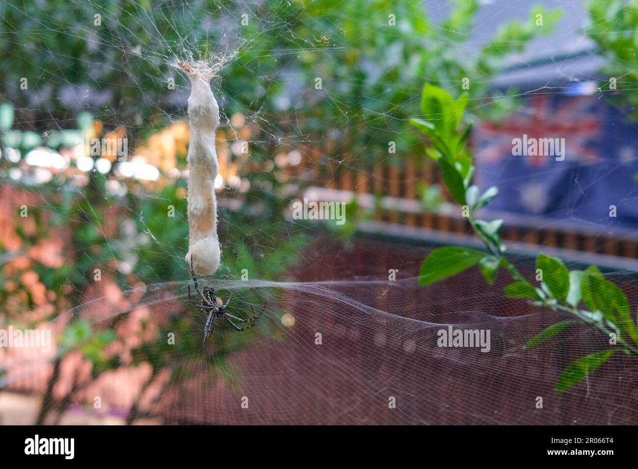 Cyrtophora moluccensis spider, tent web spider with Cyrtophora ...