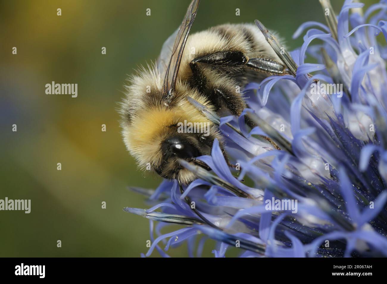 Natural closeup on a fluffy hairy queen White-tailed bumblebee , Bombus ...