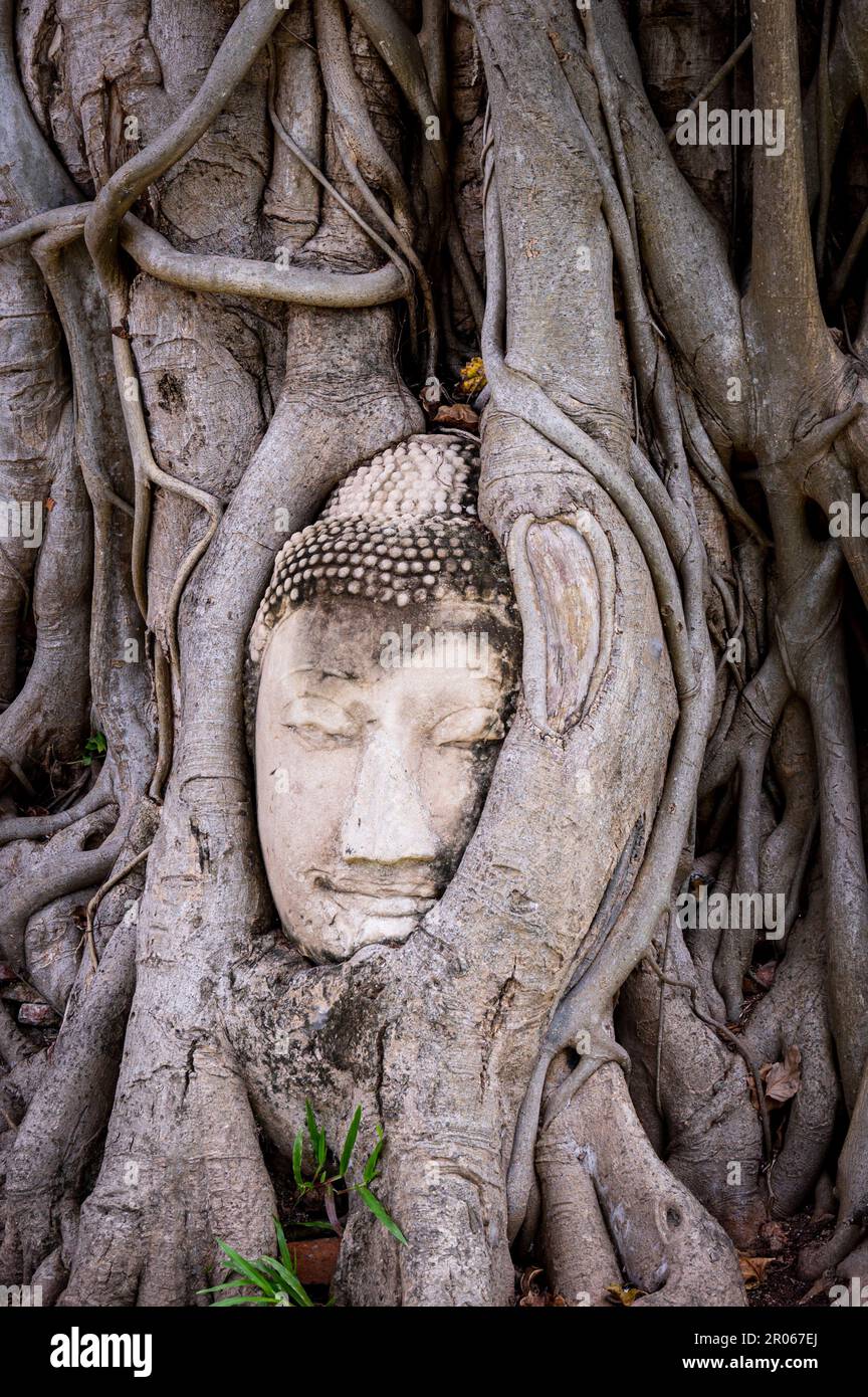 Head of a Buddha statue entwined with a strangler fig in Wat Mahatat ...