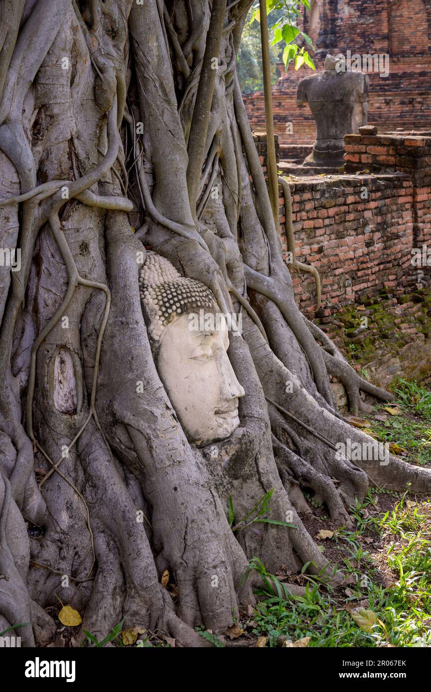 Head of a Buddha statue entwined with a strangler fig in Wat Mahatat ...
