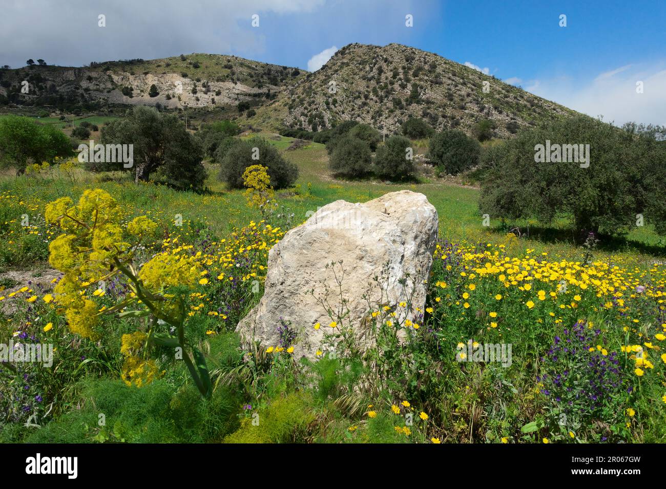 olive trees in a field of yellow flowers on the spring landscape of ...