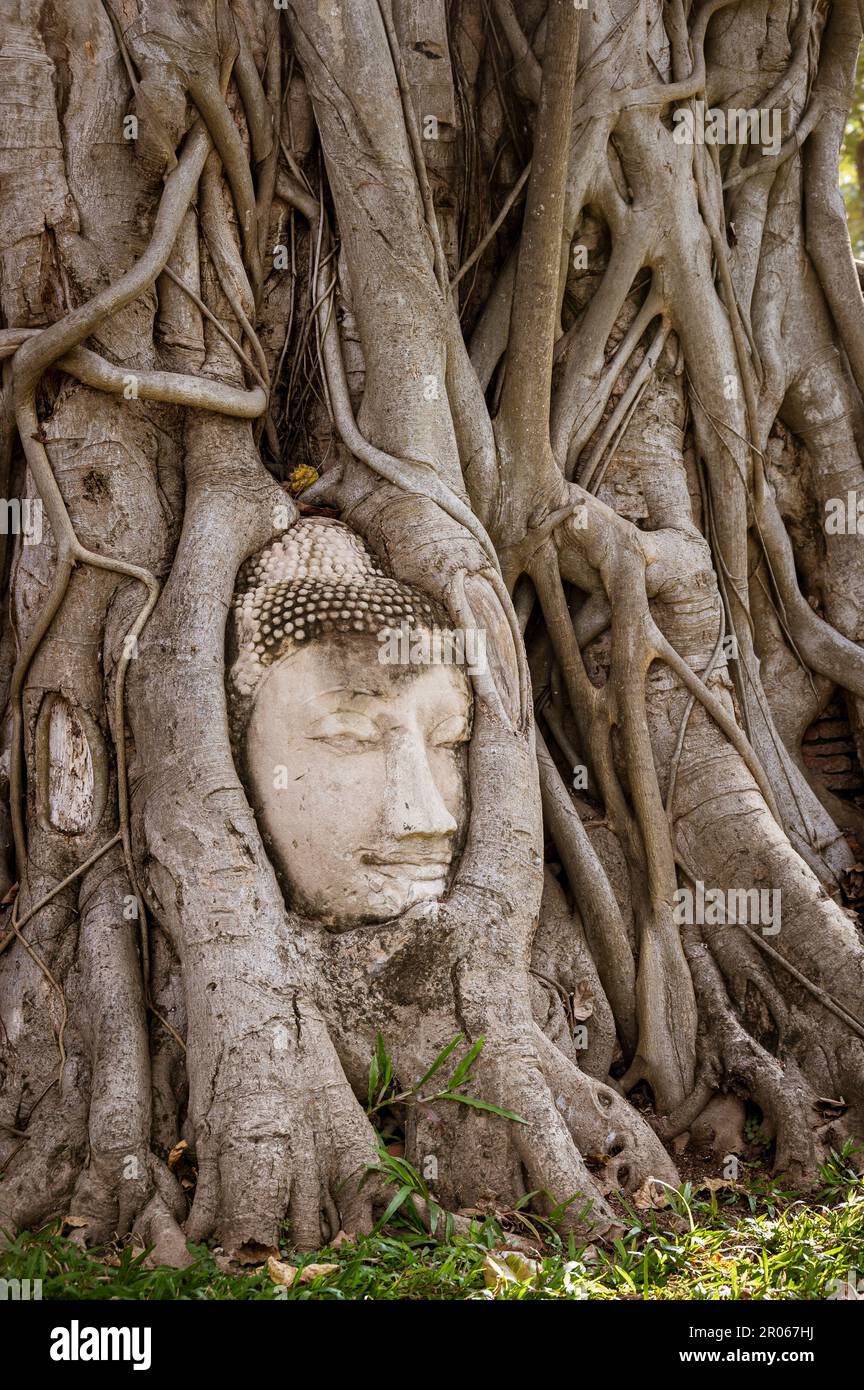 Head of a Buddha statue entwined with a strangler fig in Wat Mahatat ...