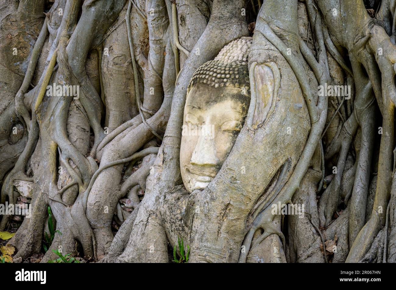Head of a Buddha statue entwined with a strangler fig in Wat Mahatat ...