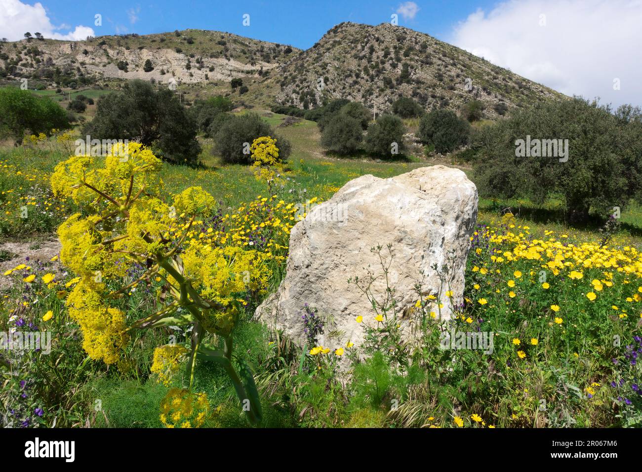 meadows of yellow wildflowers in a field in bloom with olive trees on ...