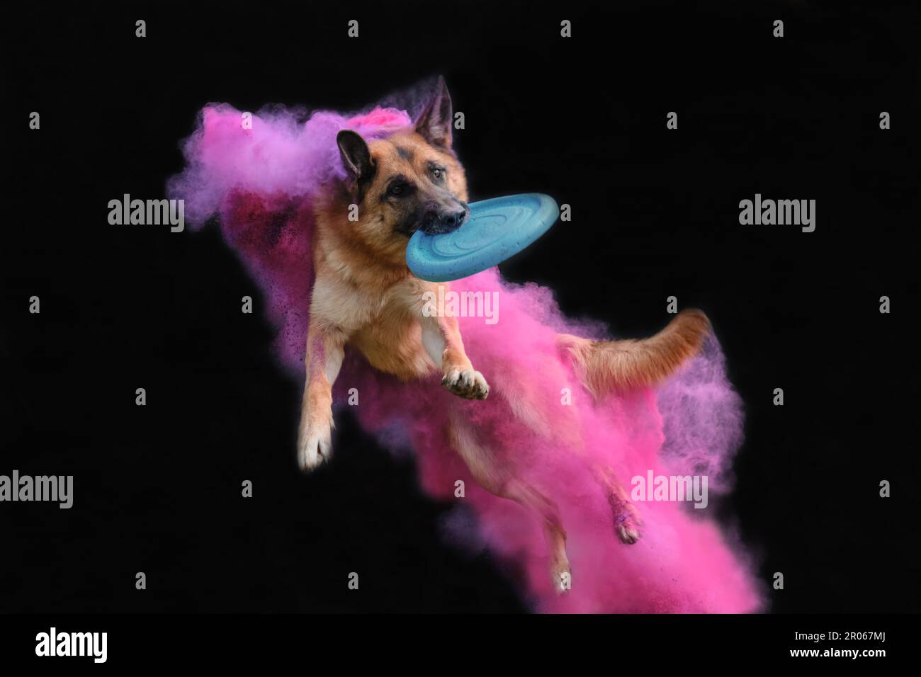 Full length portrait of dog in motion, plays with disc. Front view ...