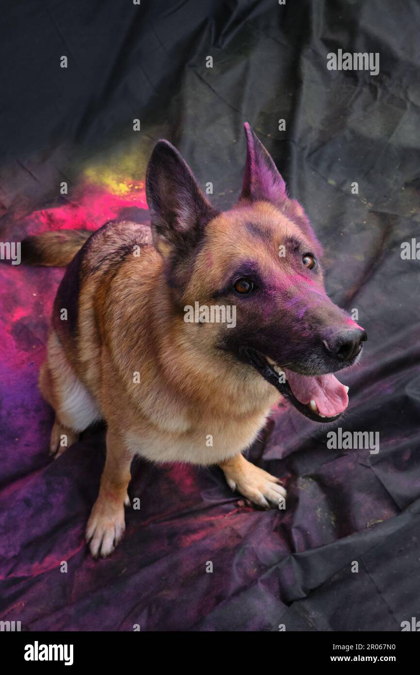 German Shepherd with pink and purple holi colors on face sits on black ...