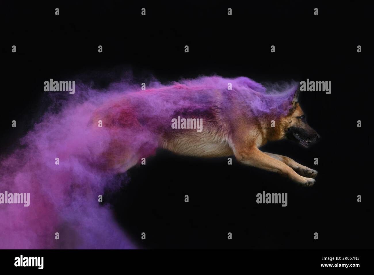 German shepherd in pink and purple holi colors jumps on black ...