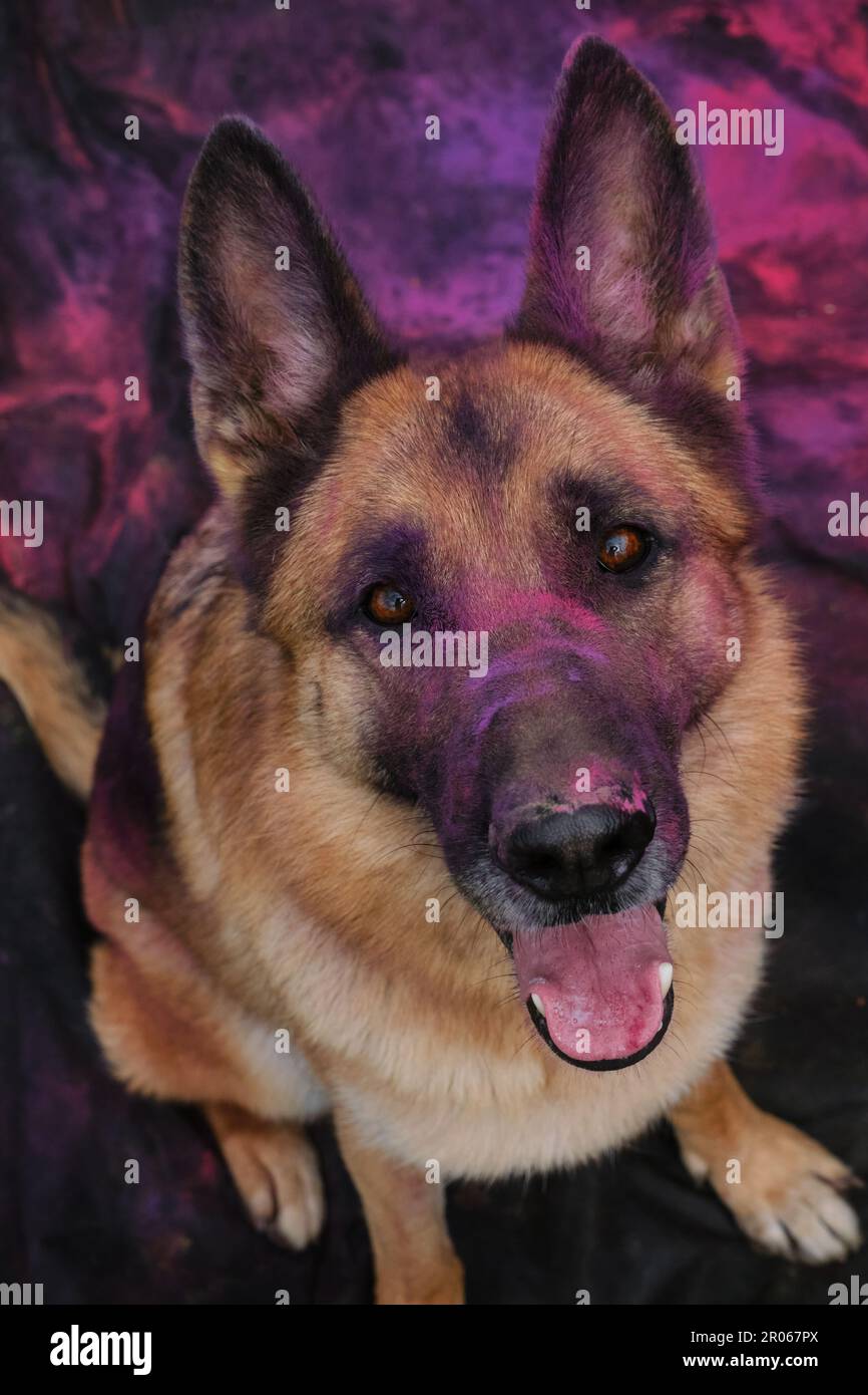 German Shepherd with pink and purple holi colors on face sits on black ...
