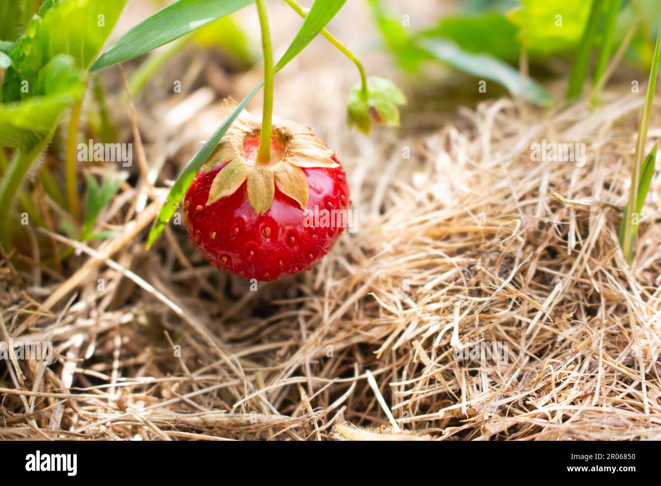 Strawberry plant growing in a vegetable garden Stock Photo - Alamy