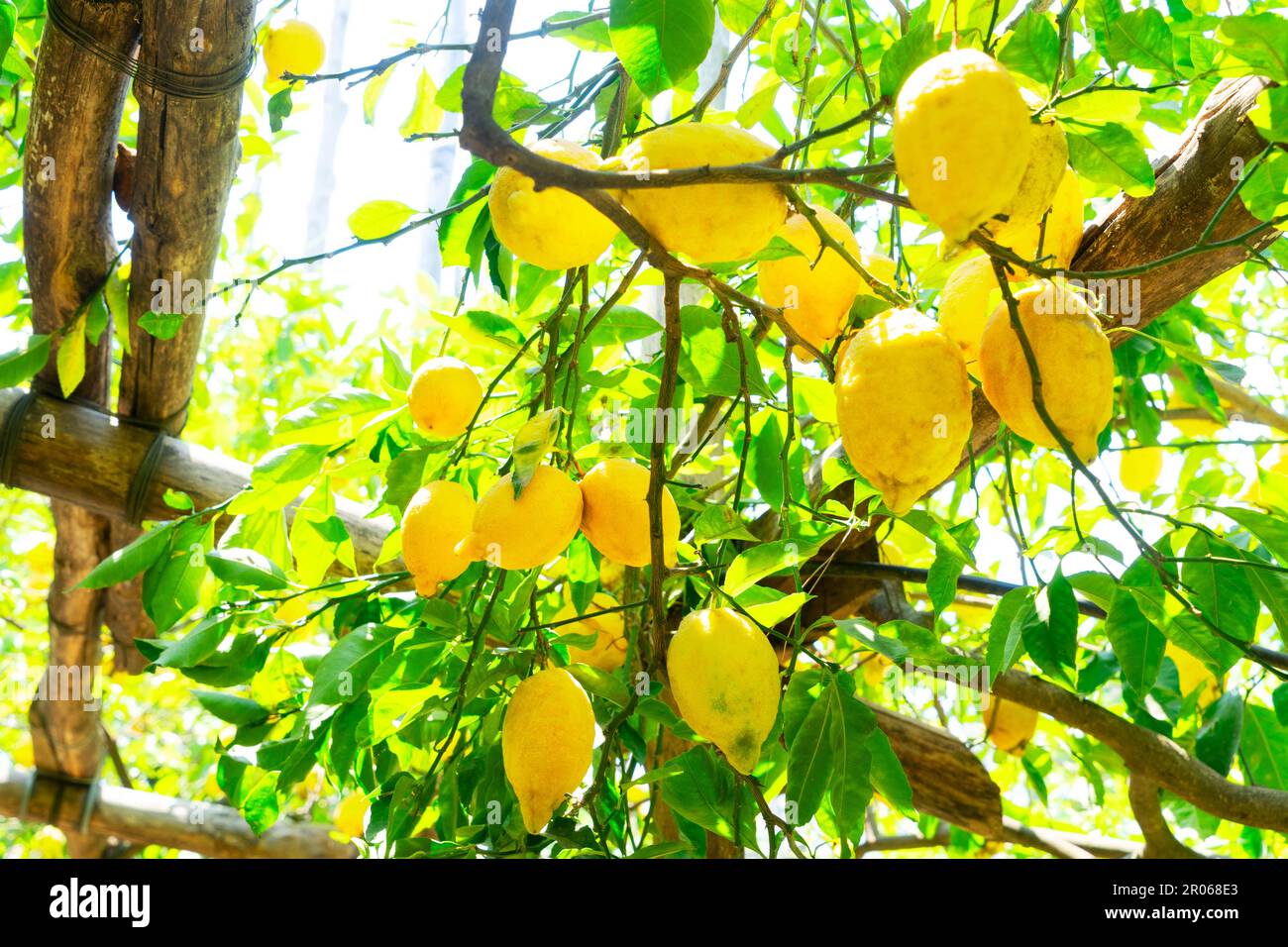 Lemon garden of Sorrento Stock Photo - Alamy