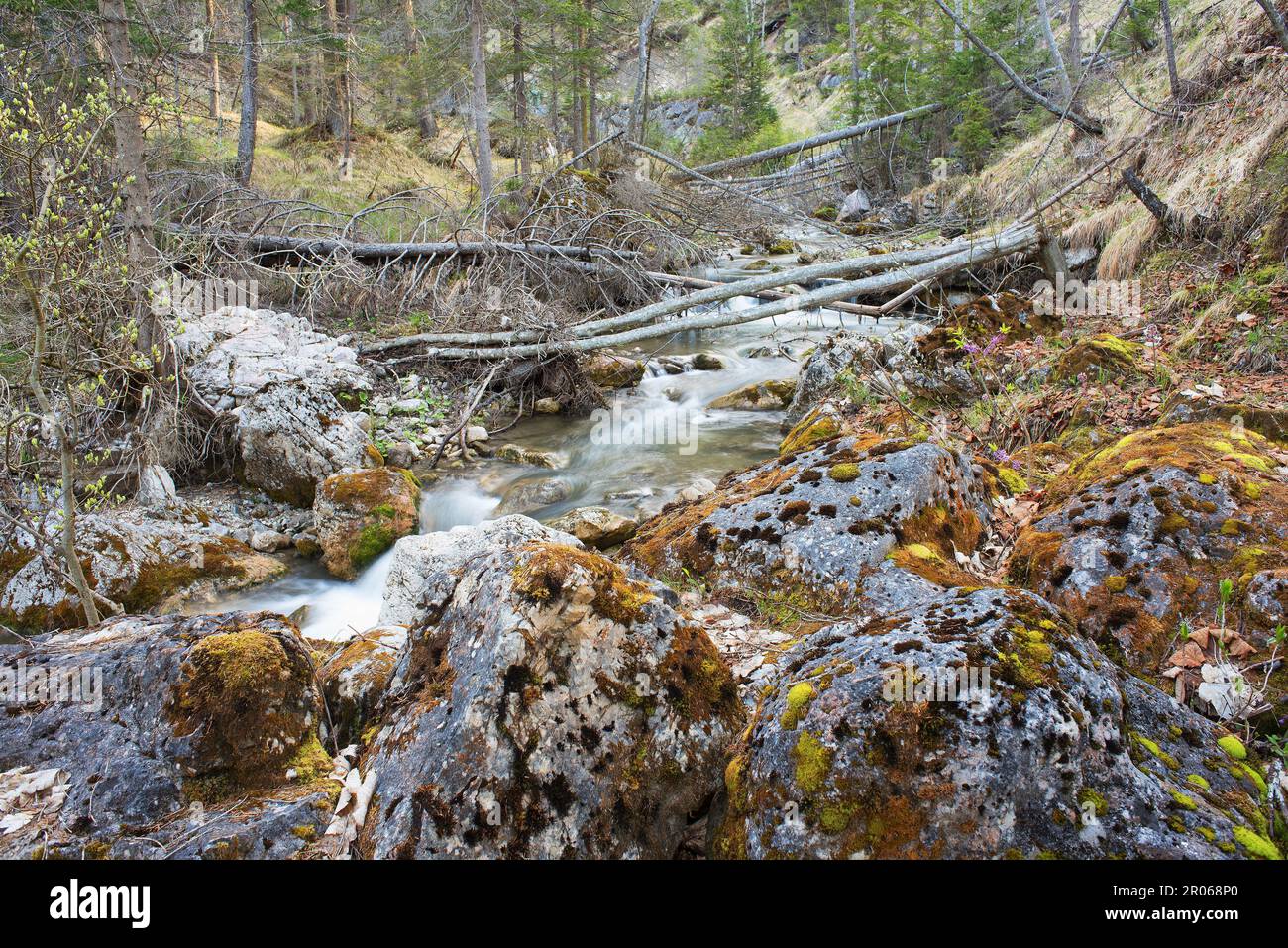 splendido panorama in un bosco delle dolomiti con ruscello Stock Photo ...