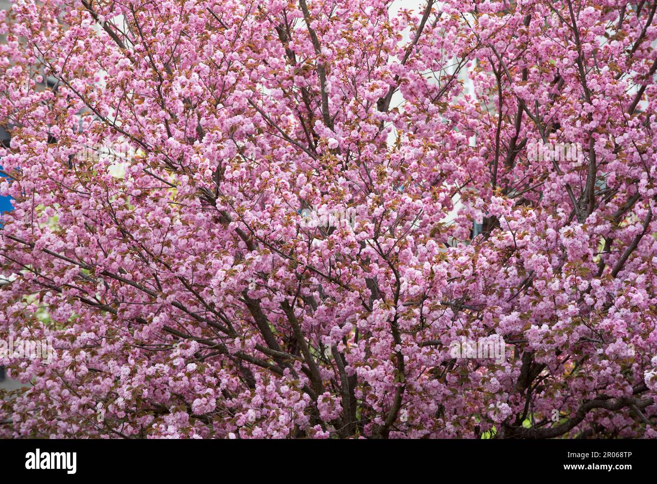 Foglie di fiori di ciliegio hi-res stock photography and images - Alamy