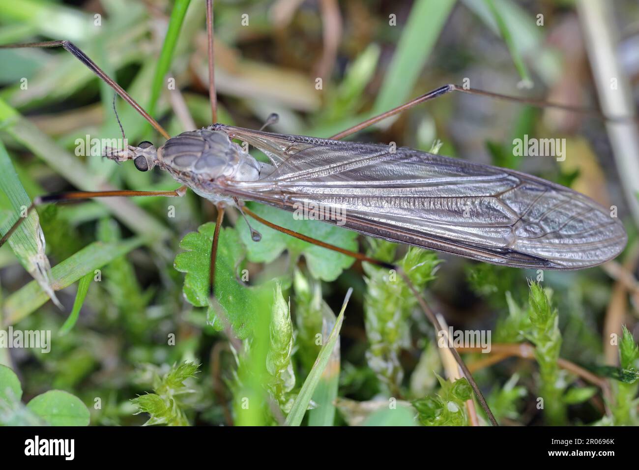 Tipula Crane fly tipulidae diptera nematocera insect. Larvae of this ...