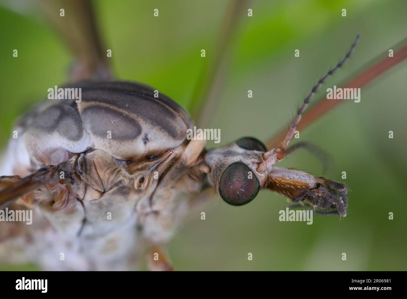 Tipula Crane fly tipulidae diptera nematocera insect. Larvae of this ...