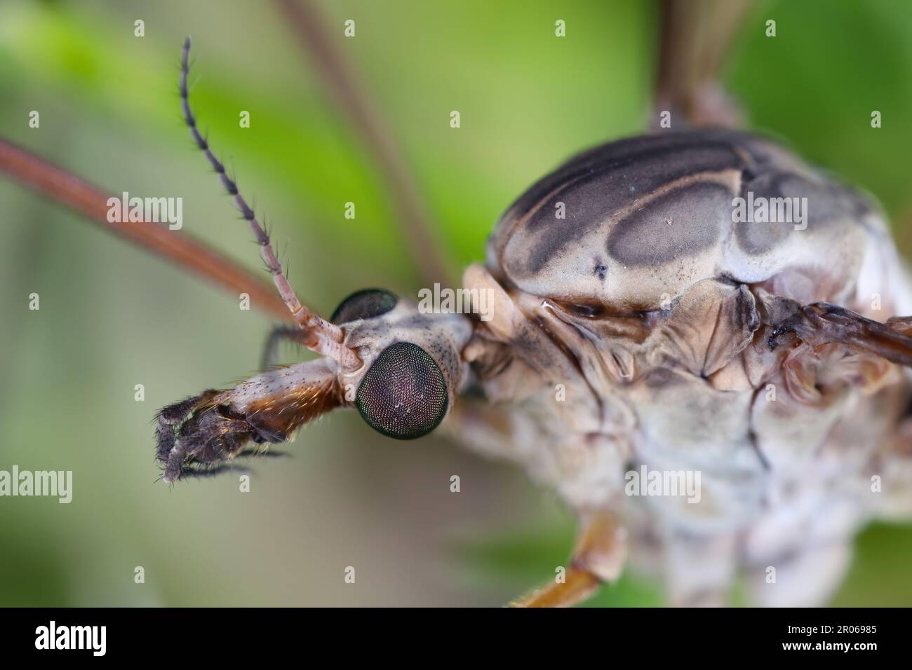 Tipula Crane fly tipulidae diptera nematocera insect. Larvae of this ...