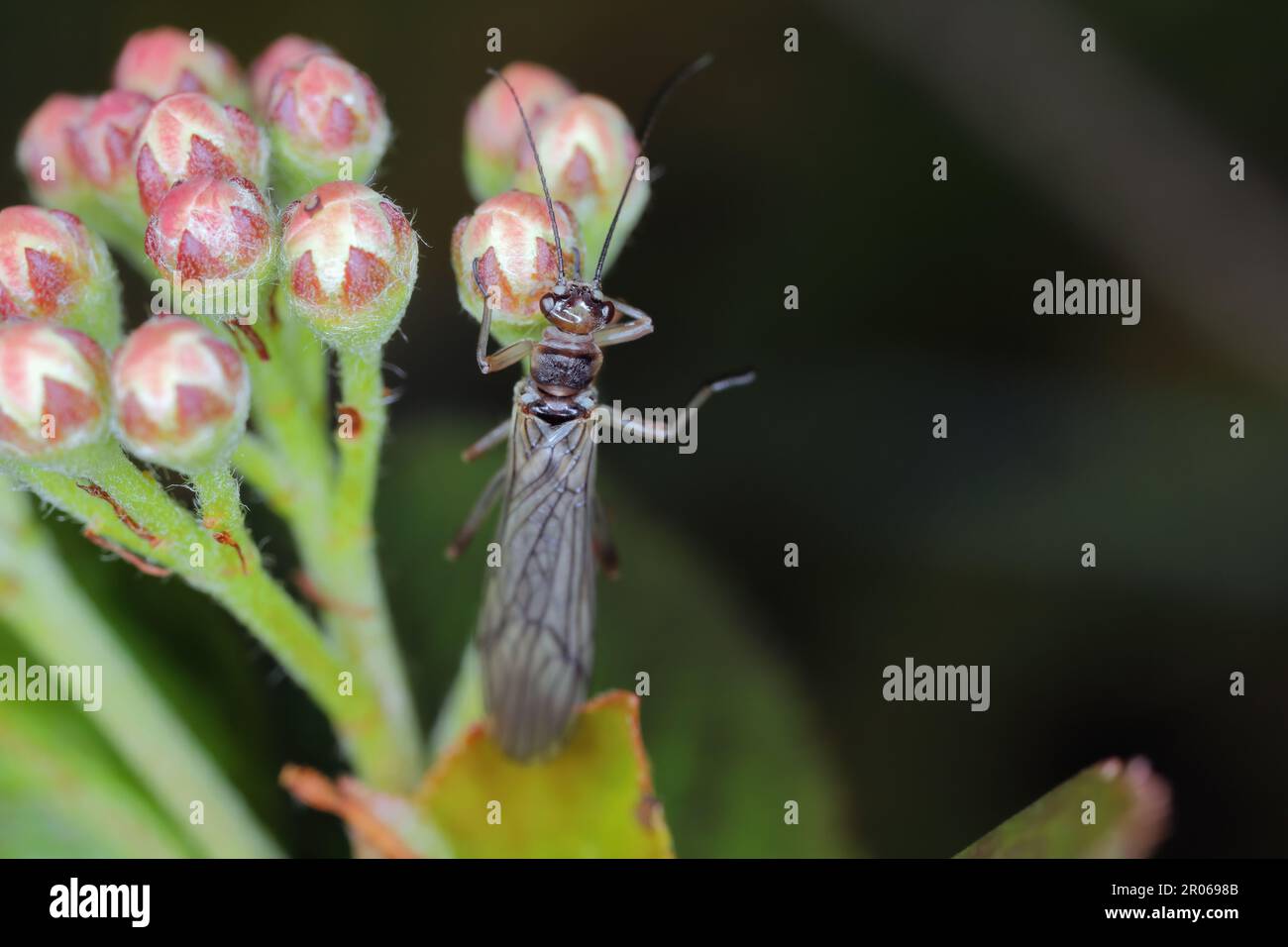 Adult of Perla sp. (Perlidae, Plecoptera). Insect commonly known as ...