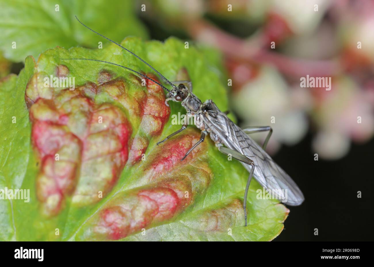 Adult of Perla sp. (Perlidae, Plecoptera). Insect commonly known as ...